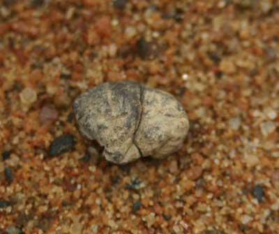 5000 year old chewing gum - World Archaeology