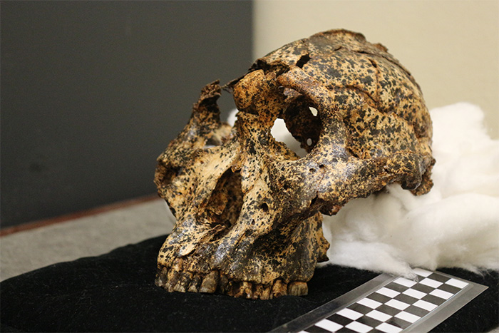 Paranthropus robustus - World Archaeology