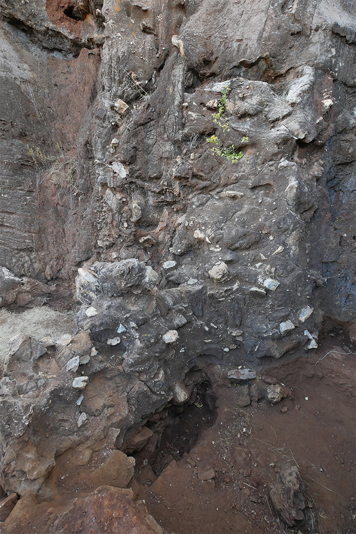 Paranthropus robustus - World Archaeology